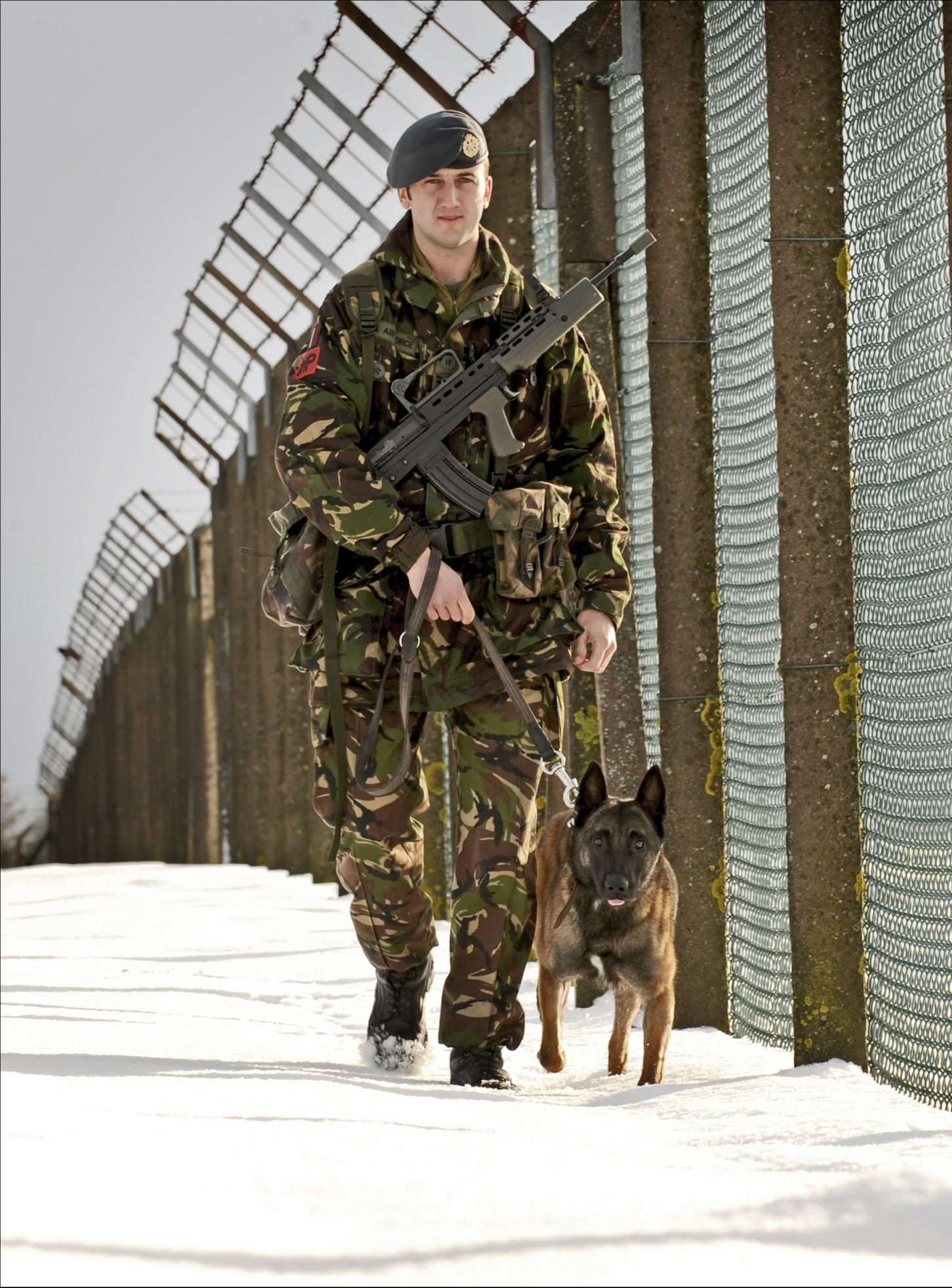 The RAF's Military Working Dogs - News - The Royal Air Forces Association