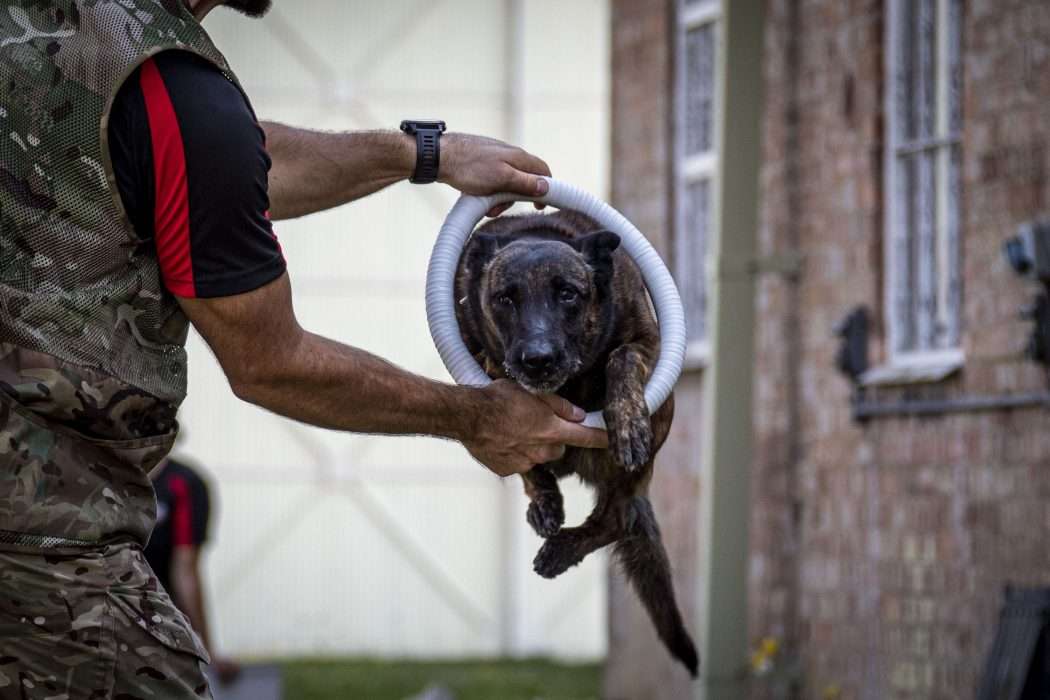 The RAF's Military Working Dogs - News - The Royal Air Forces Association